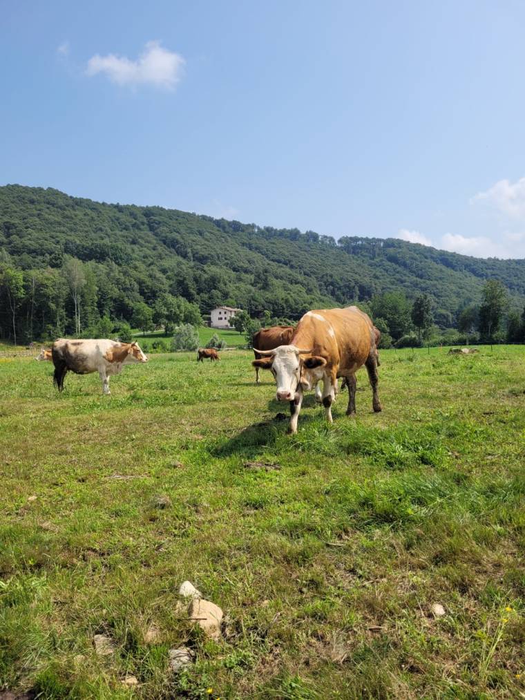 Lago di Meugliano e lago di Alice in Valchiusella – Viaggiare con ...