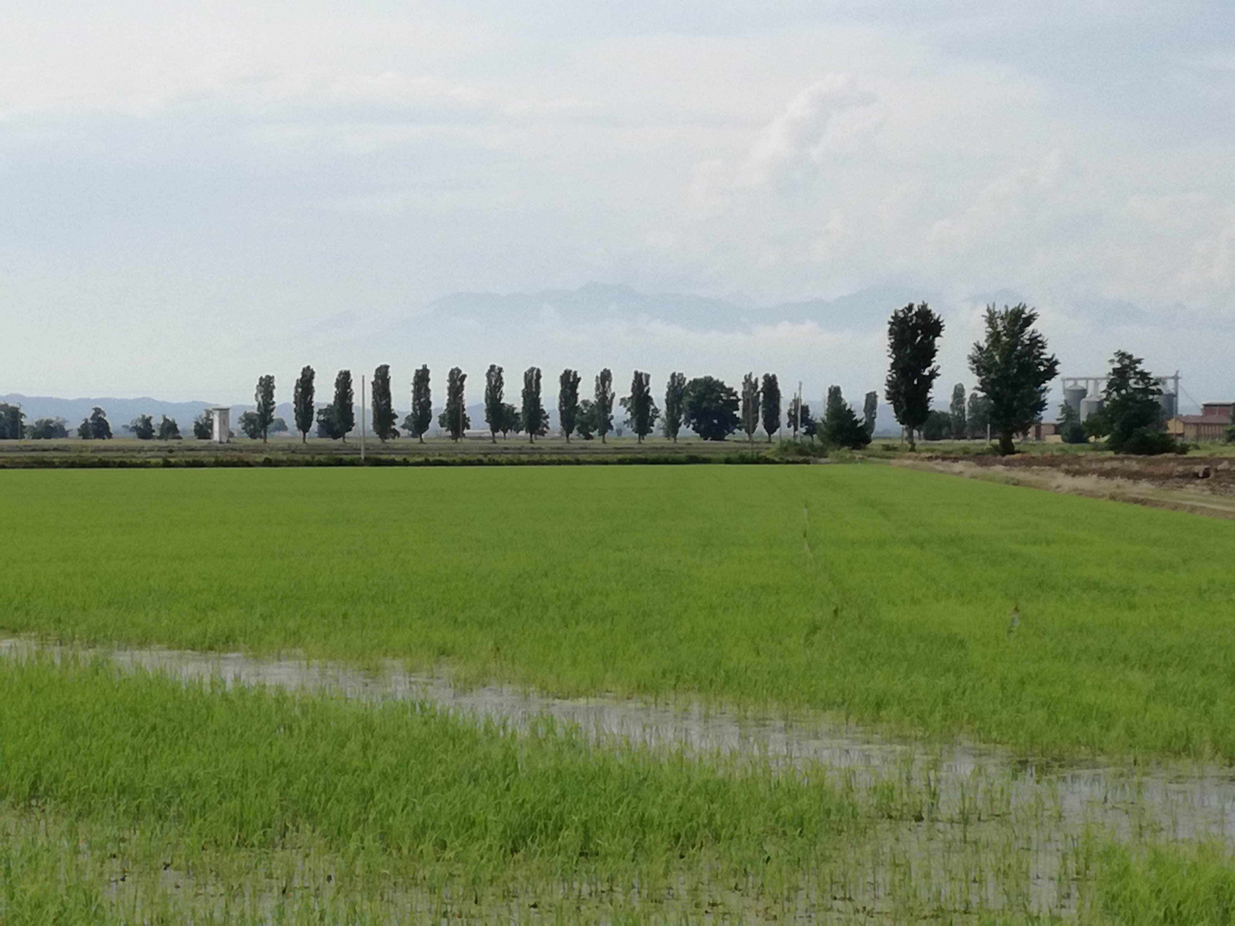 Tenuta Colombara in Piemonte, la storia del Riso Acquerello e delle ...